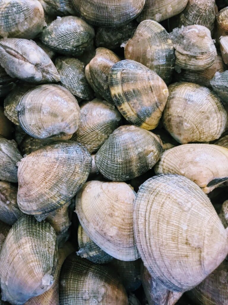 Live Manila Clams - WordPress