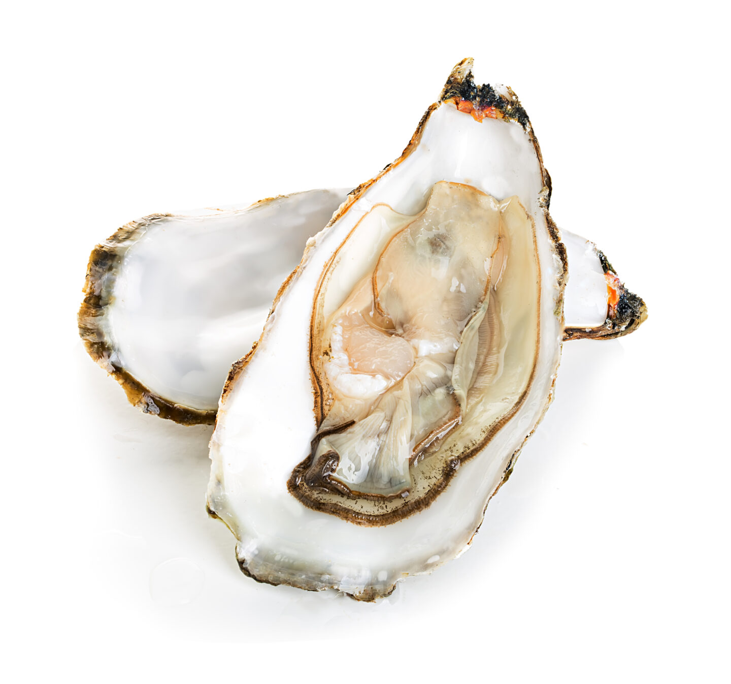 Live Shigoku Oysters - WordPress
